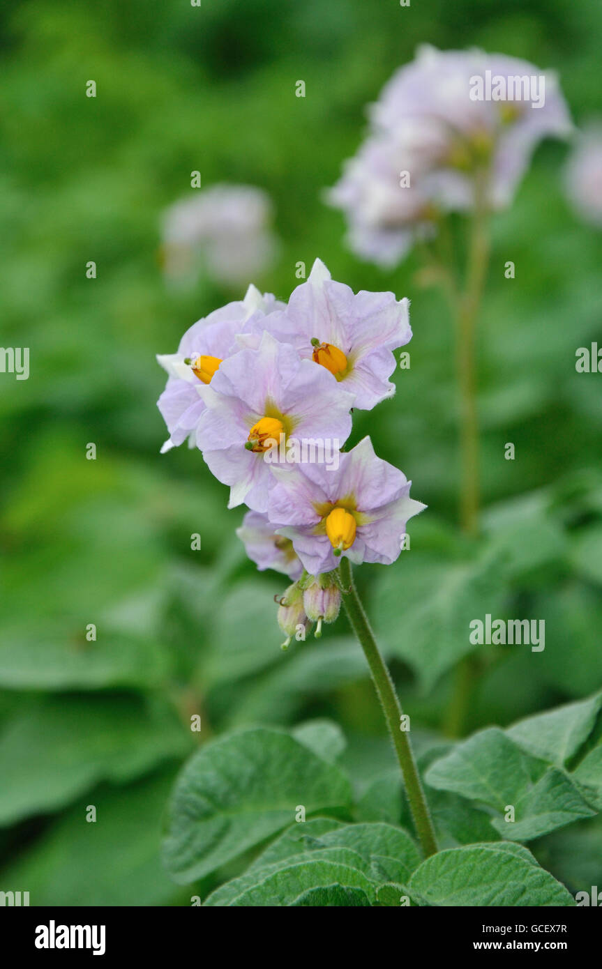 Full light violet flowers of blooming potato Stock Photo - Alamy