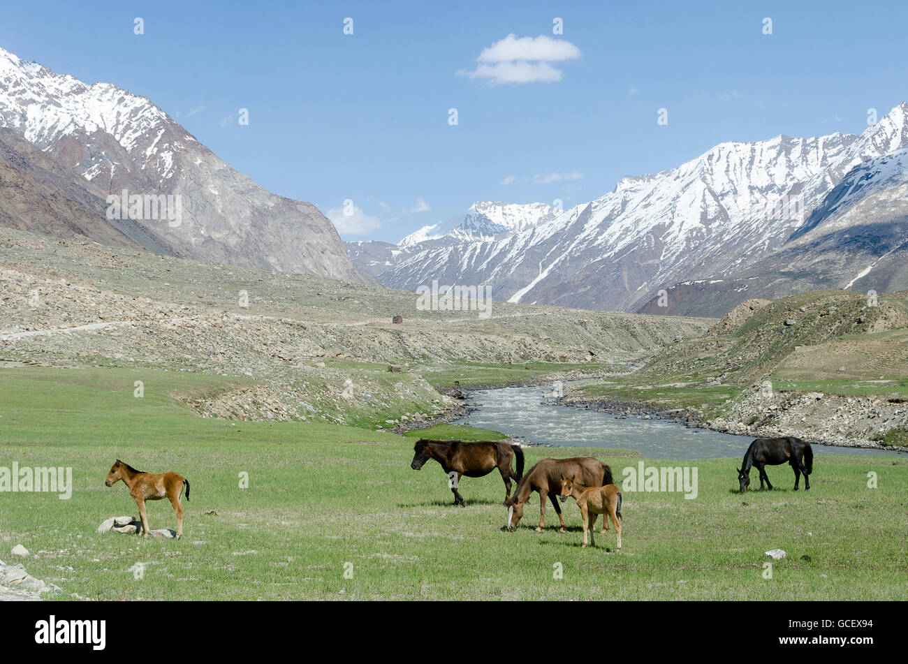 Animals grazing on high pasture, Suru Valley, Ladakh, Jammu and Kashmir ...