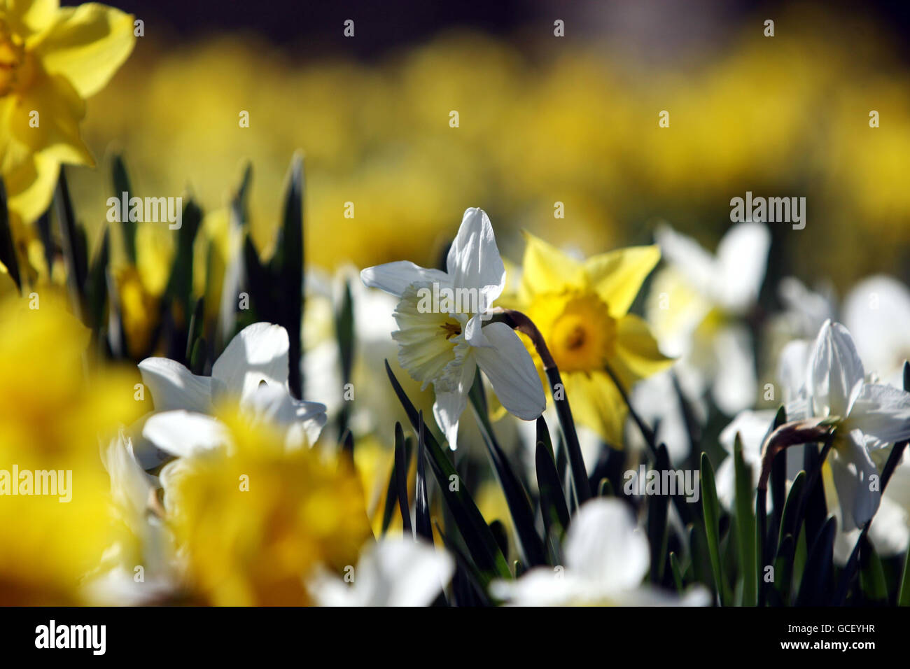 Weather spring britviewfirstround britainimagescollectionmove hi-res ...