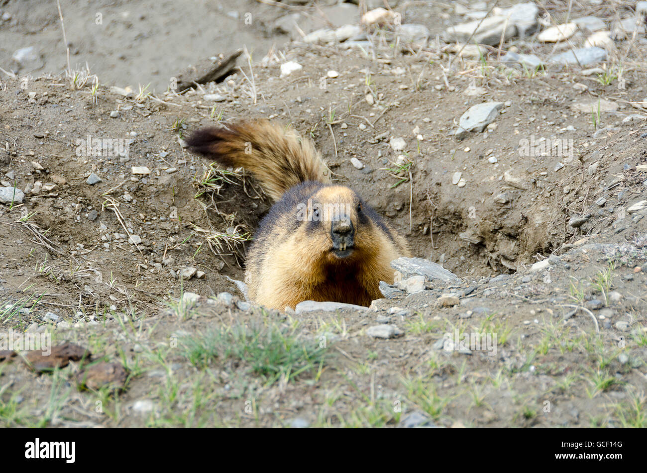 Himalayan Marmot, Rangdum, Suru Valley, Ladakh, Jammu and Kashmir ...