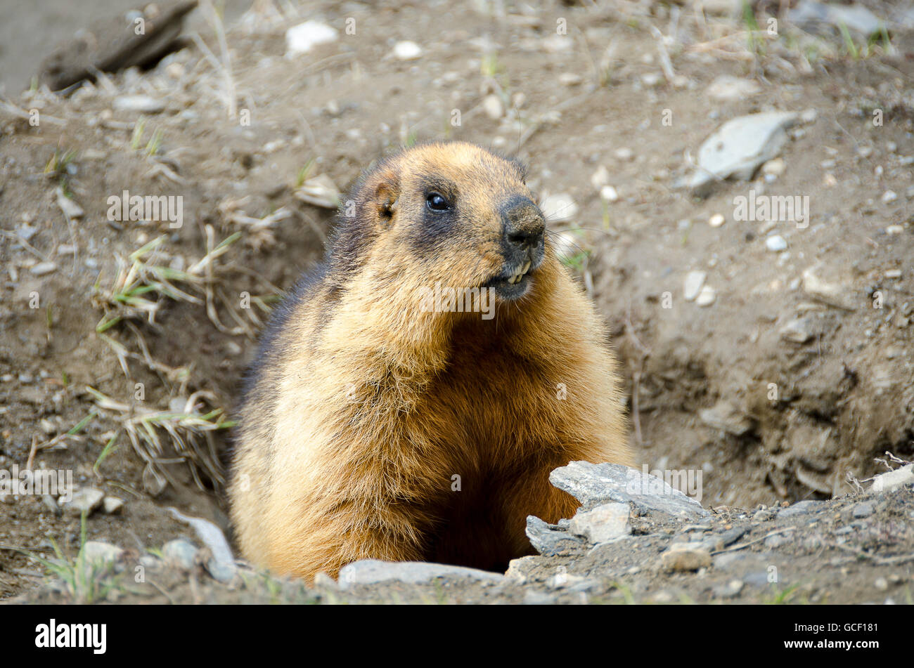 Himalayan Marmot, Rangdum, Suru Valley, Ladakh, Jammu and Kashmir ...