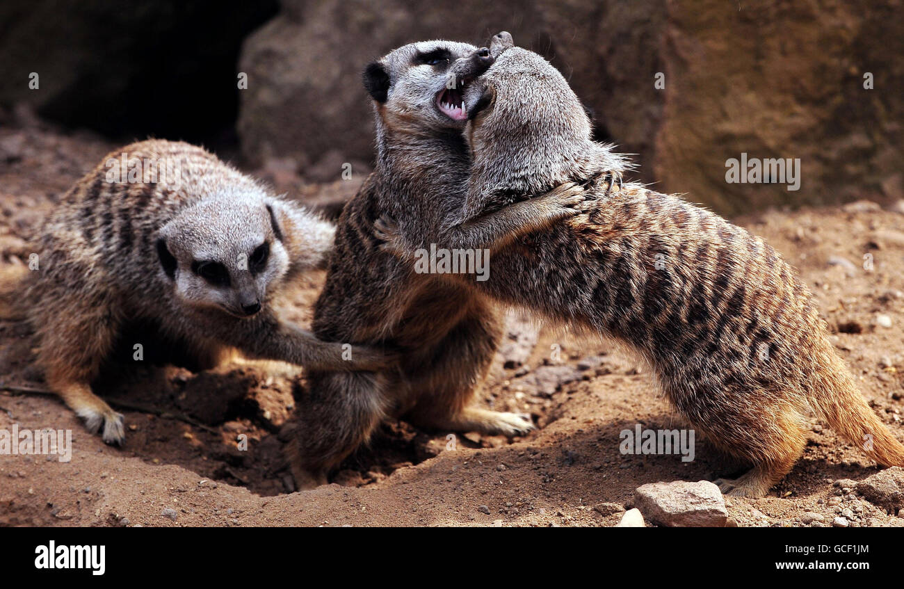Meerkat fight fighting hi-res stock photography and images - Alamy