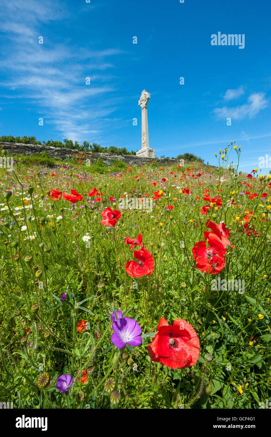 Poppies being pollinated by bees in Cornwall Stock Photo - Alamy