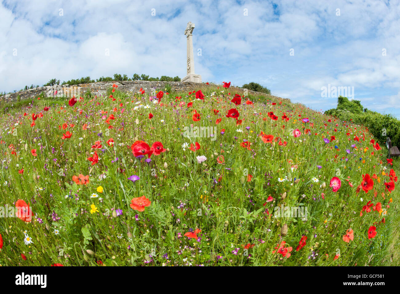 Poppies being pollinated by bees in Cornwall Stock Photo - Alamy