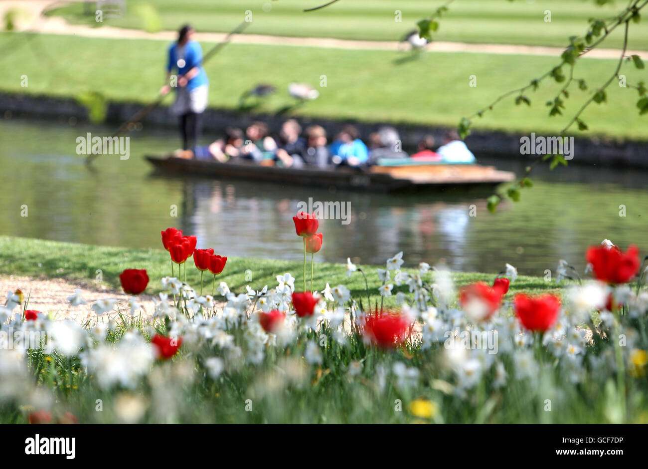 Spring bulbs bloom alongside the river Cam in the centre of Cambridge ...