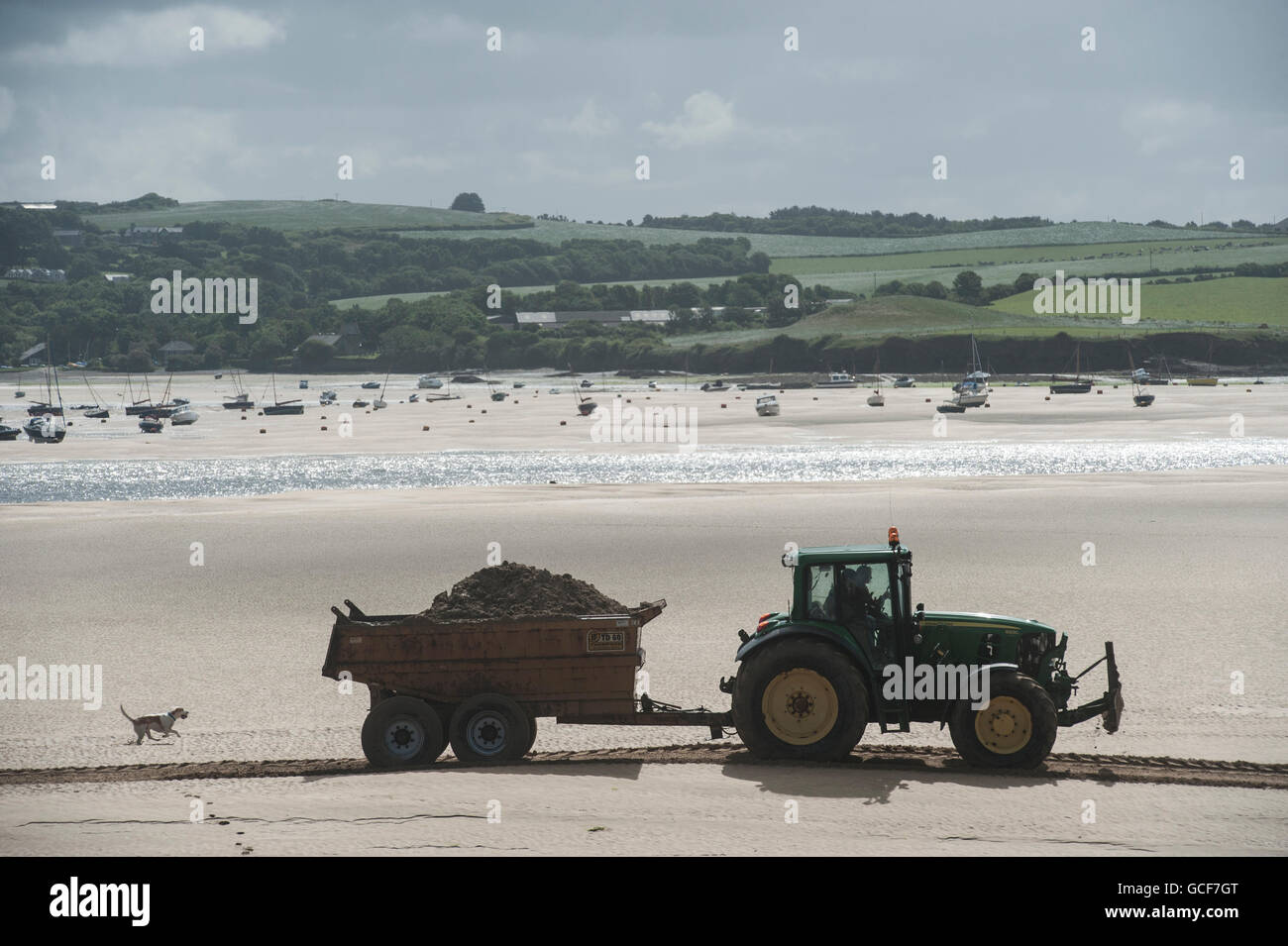 A dog chases a tractor at low tide in Padstow, Cornwall Stock Photo - Alamy