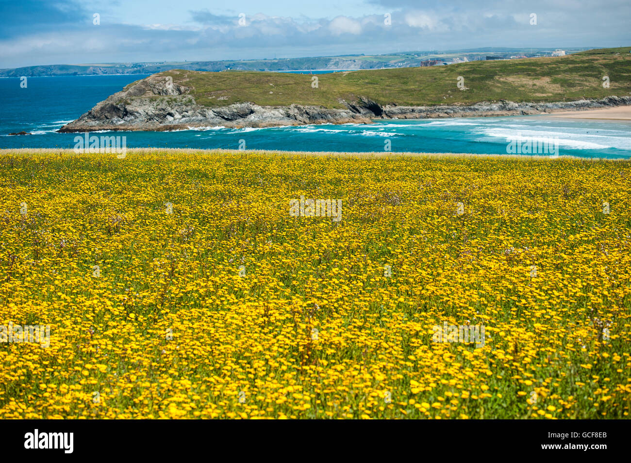 Wild flowers in Cornwall against a rough Cornish sea Stock Photo - Alamy