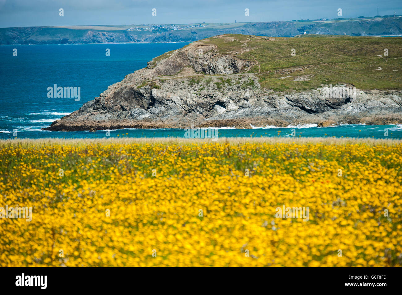 Wild flowers in Cornwall against a rough Cornish sea Stock Photo - Alamy
