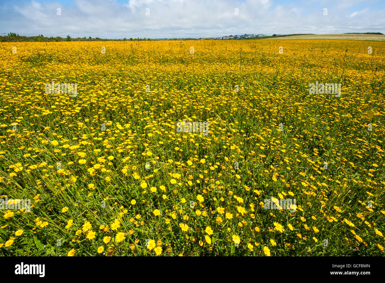 Wild flowers in Cornwall against a rough Cornish sea Stock Photo - Alamy