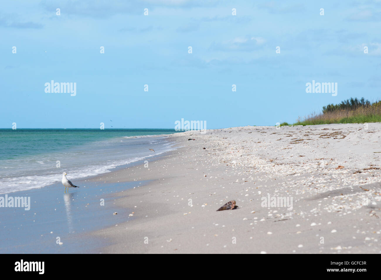 Don pedro beach florida hi-res stock photography and images - Alamy