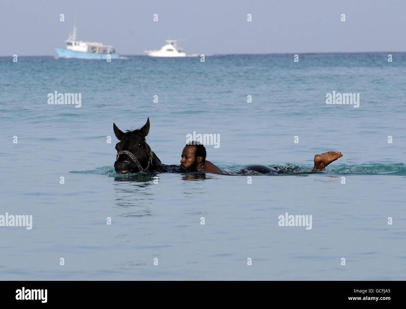 Swims in sea thoroughbred race horse near garrison savannah racecourse ...
