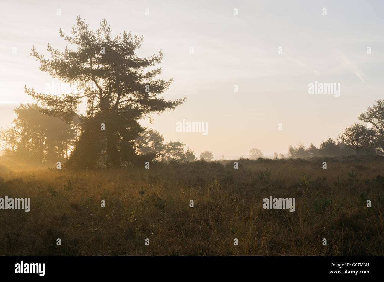 Moorland tree hi-res stock photography and images - Alamy