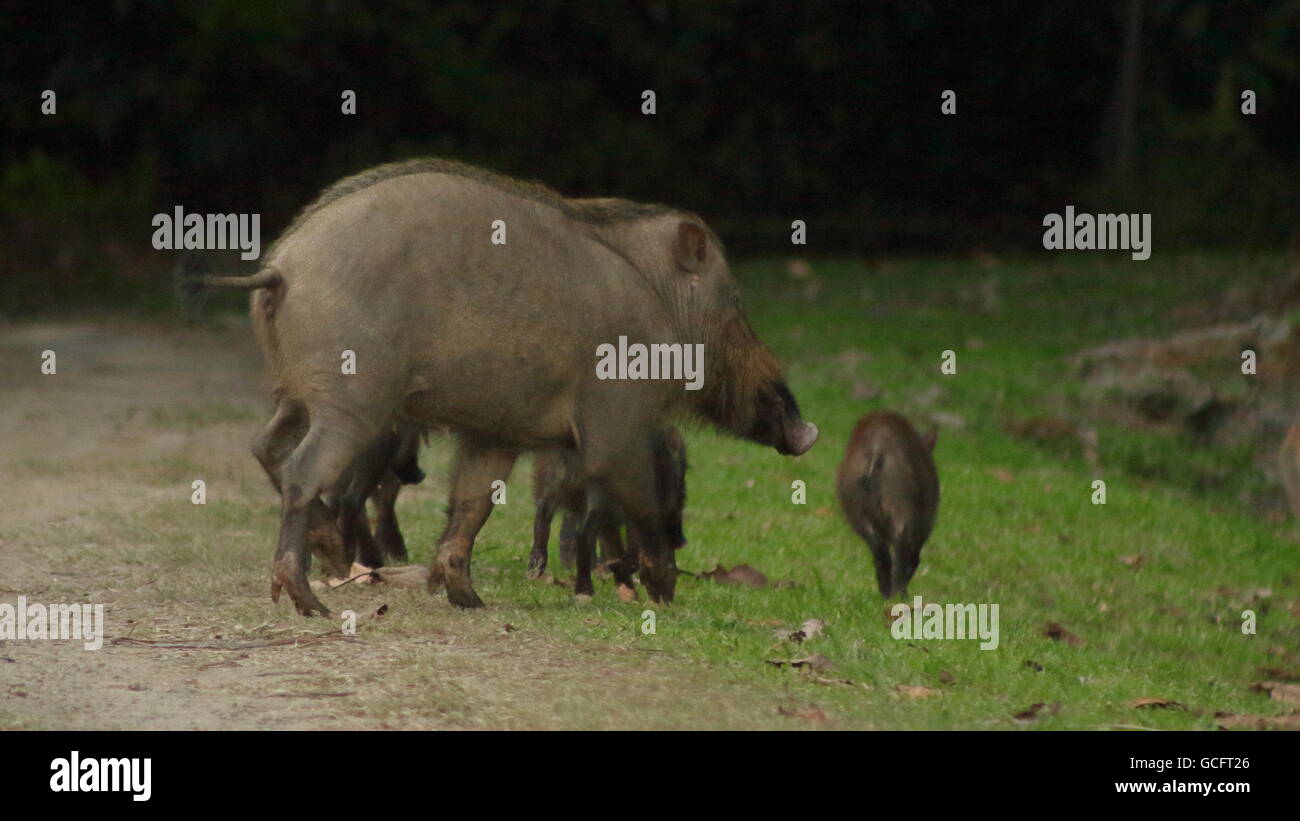 Jungle pig hi-res stock photography and images - Alamy