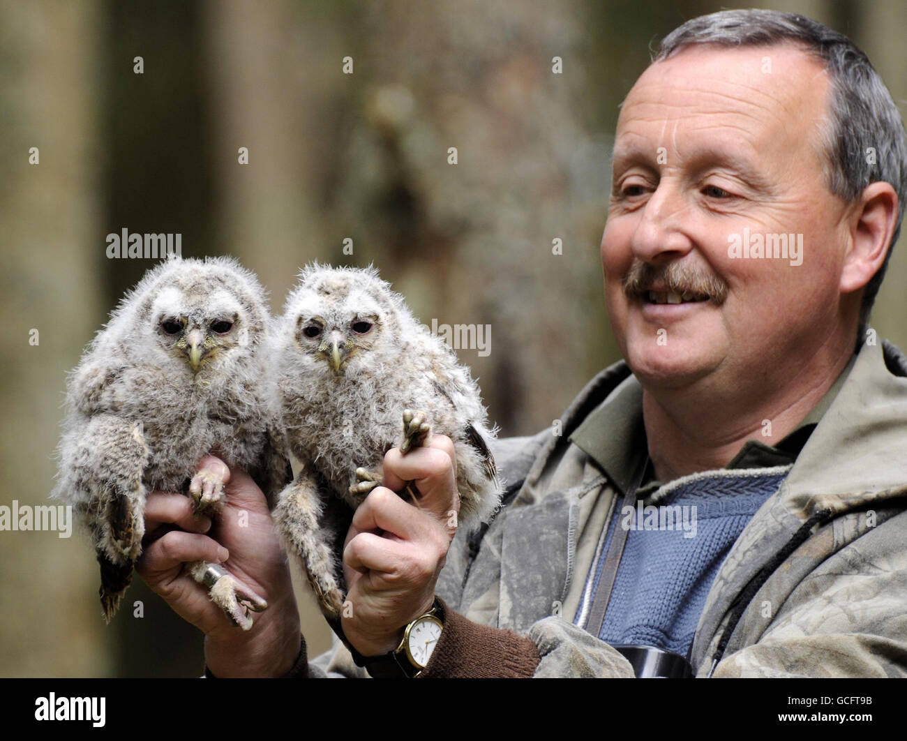 Owl population soars Stock Photo - Alamy