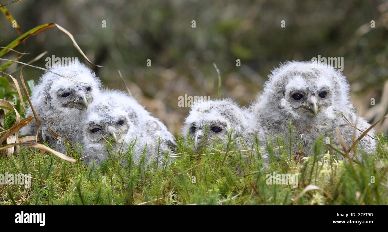 Owl population soars Stock Photo - Alamy