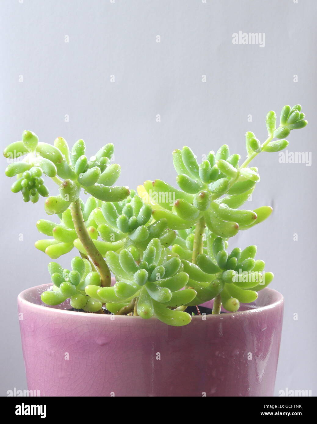 Upright growing succulent hi-res stock photography and images - Alamy