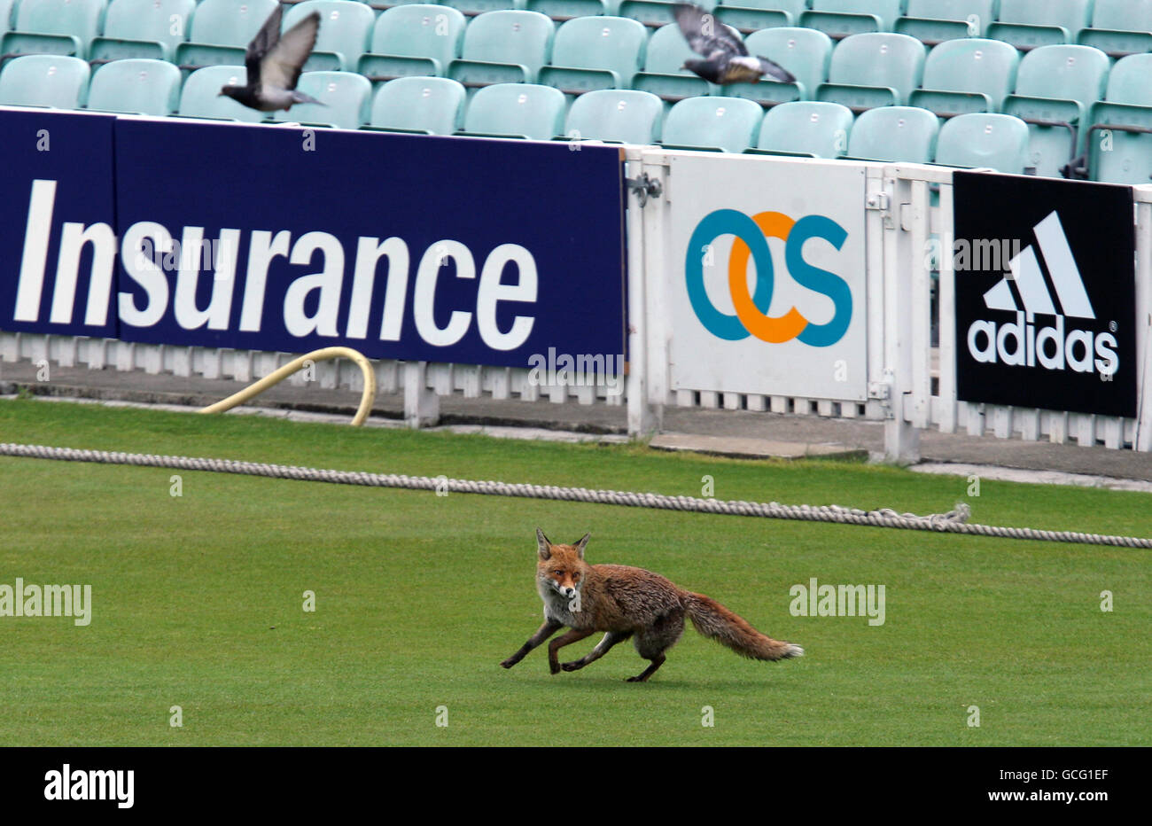 Cricket - Tour Match - Day One - Surrey v Bangladesh - The Brit Oval ...