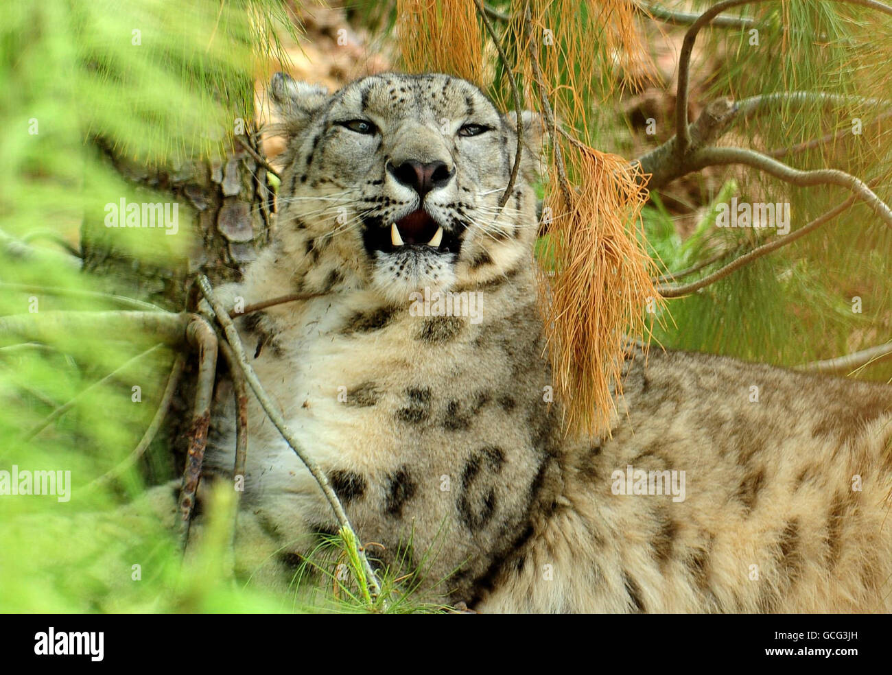 Suou, a male snow leopard durong the official opening of the Himalaya ...