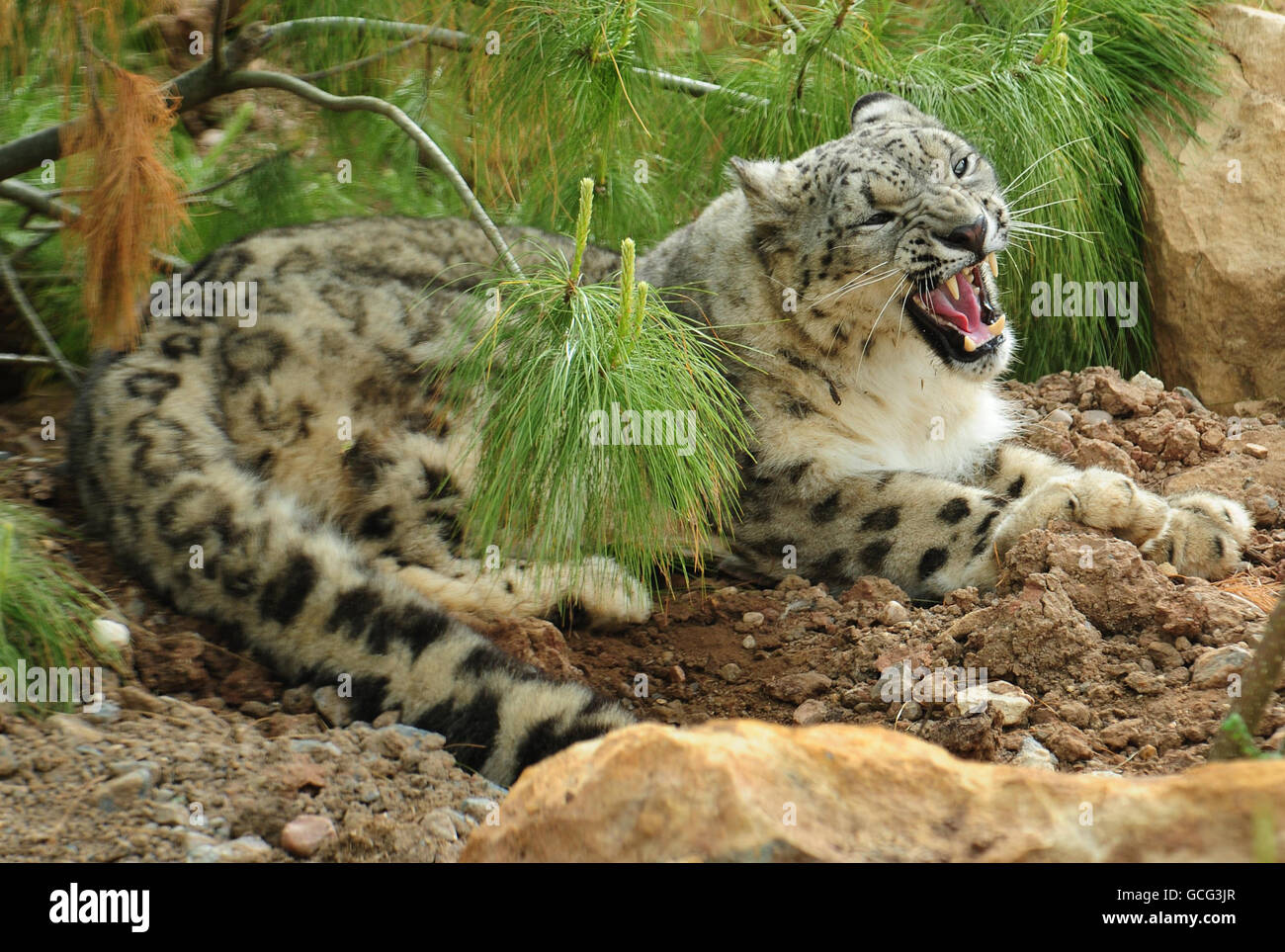 Suou, a male snow leopard durong the official opening of the Himalaya ...