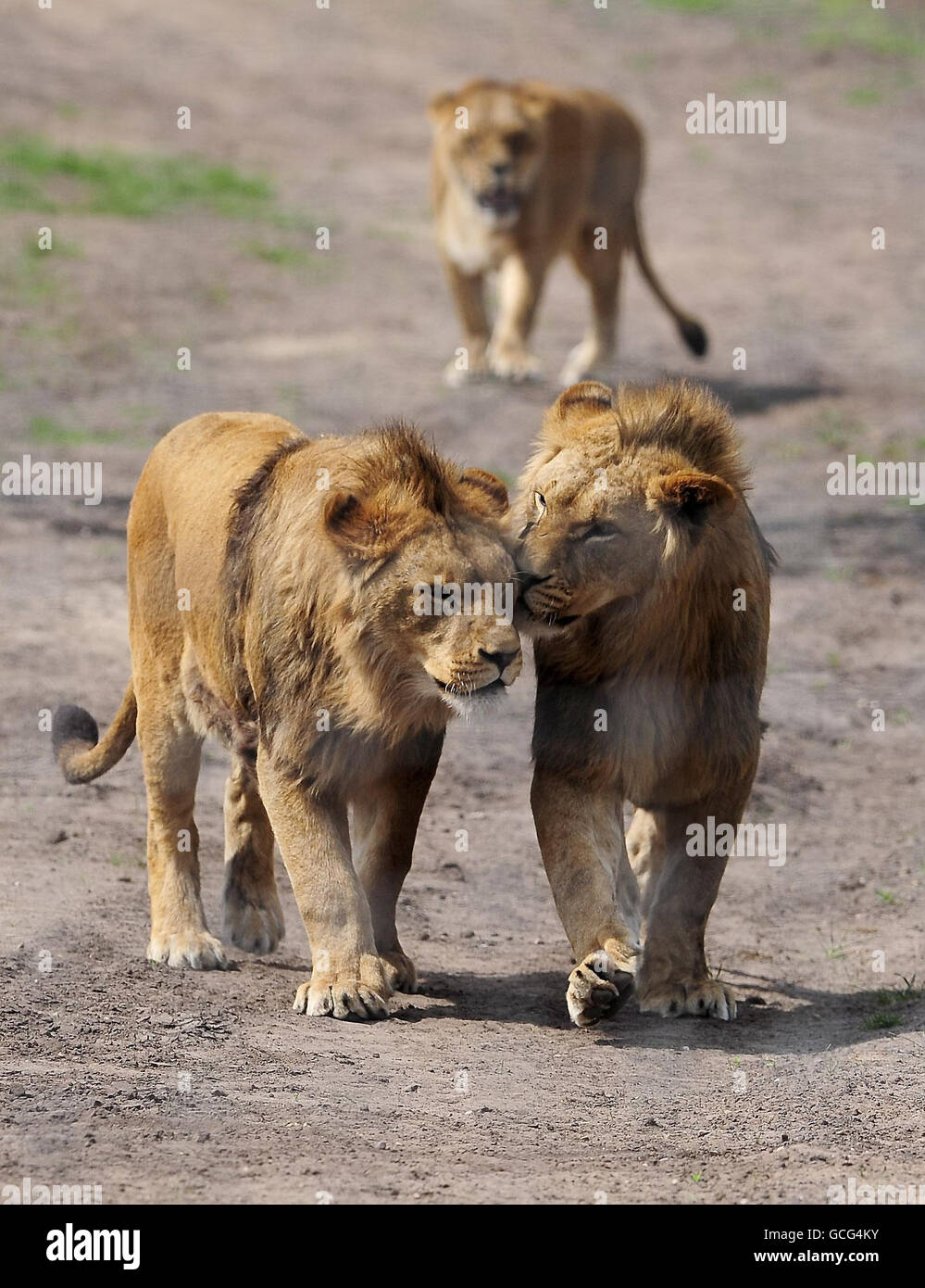 After 3 months in quarantine, a pride of thirteen lions - rescued from ...