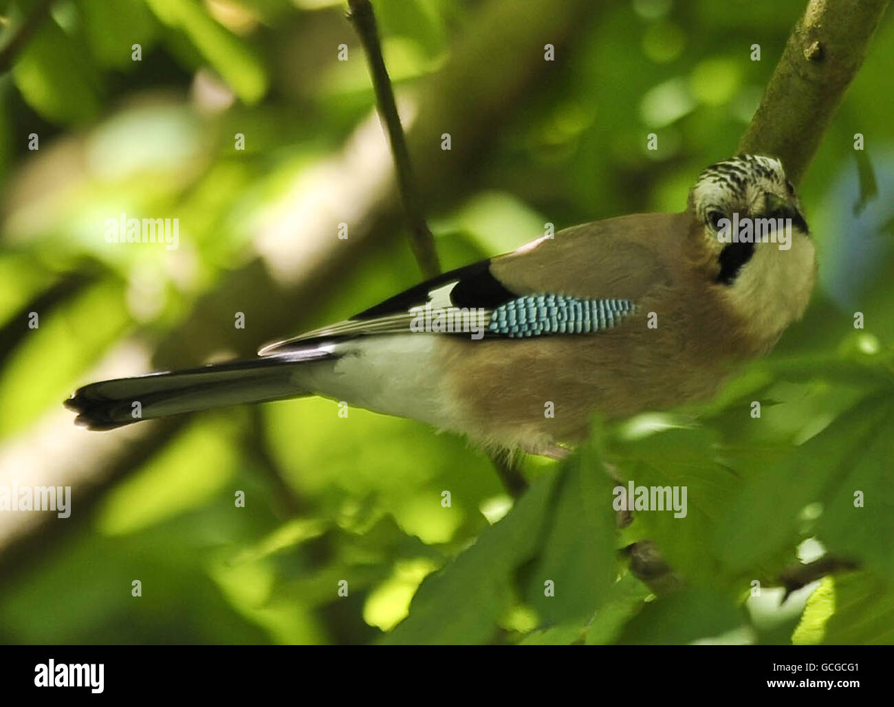 Standalone bird hi-res stock photography and images - Alamy