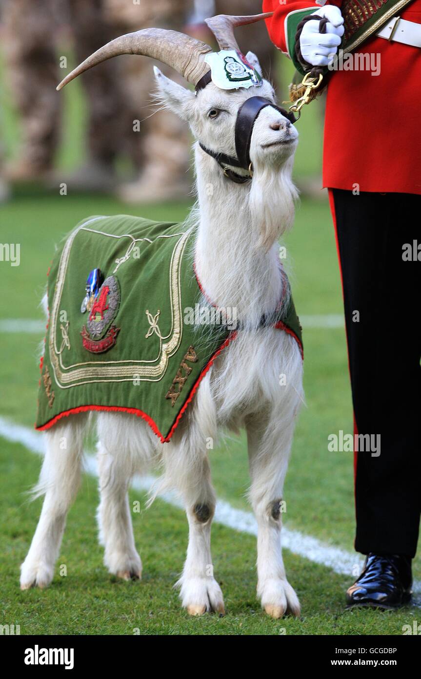 Regimental goat hi-res stock photography and images - Alamy
