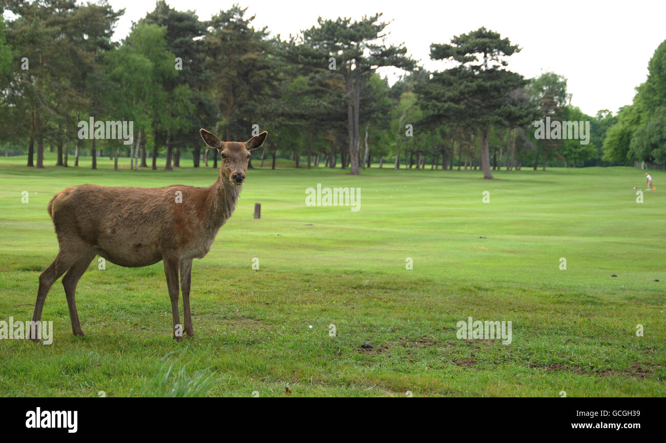 A deer is seen on the Golf Course at Wollaton Park, Nottingham. PRESS ...
