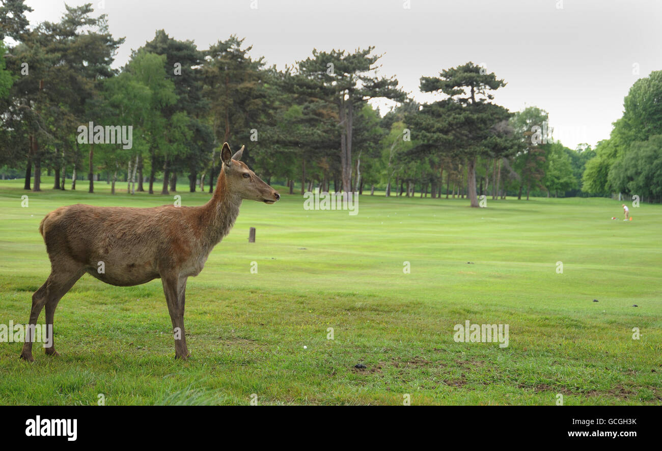 A deer is seen on the Golf Course at Wollaton Park, Nottingham. PRESS ...
