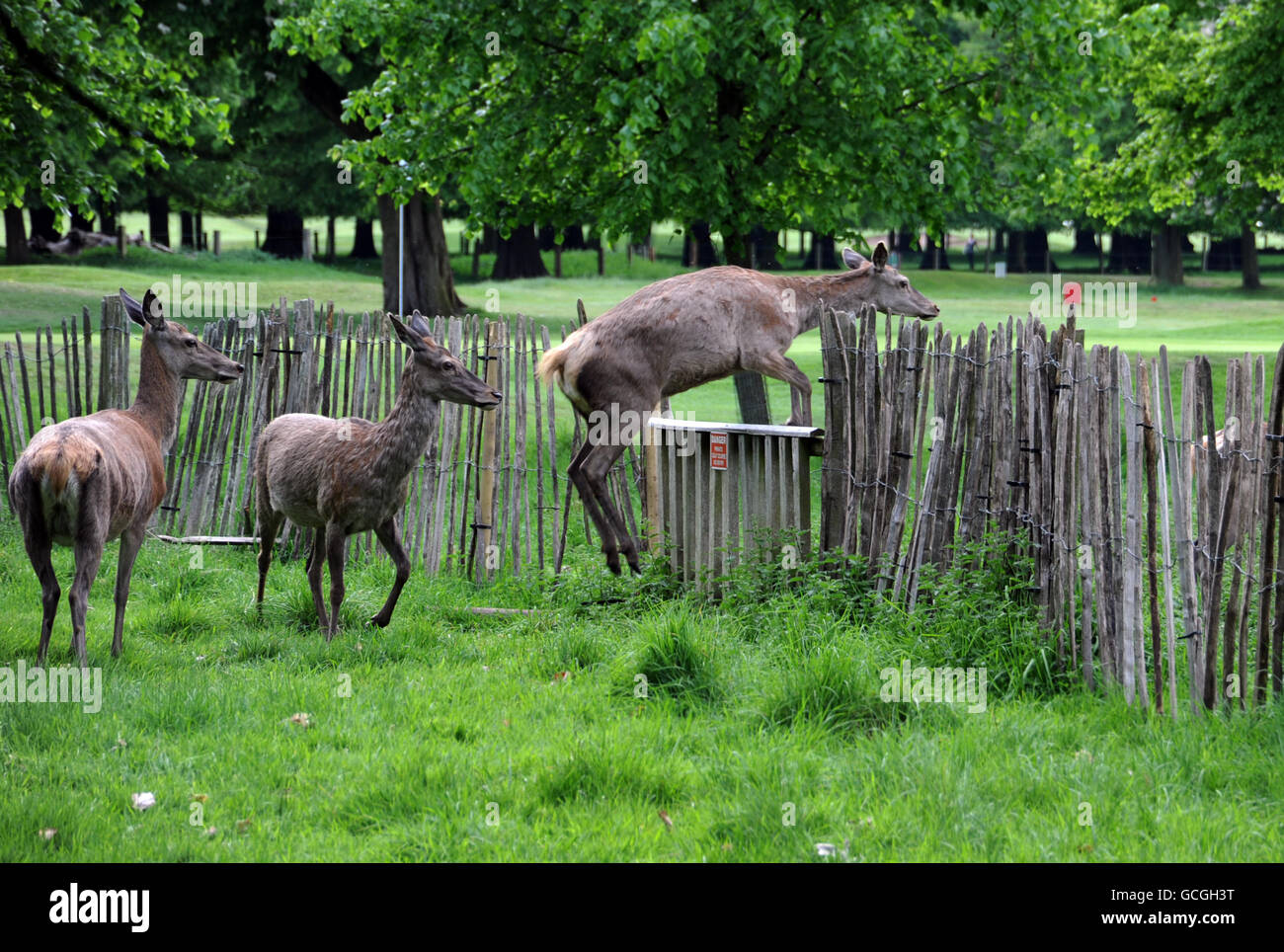 A deer is seen on the Golf Course at Wollaton Park, Nottingham. PRESS ...