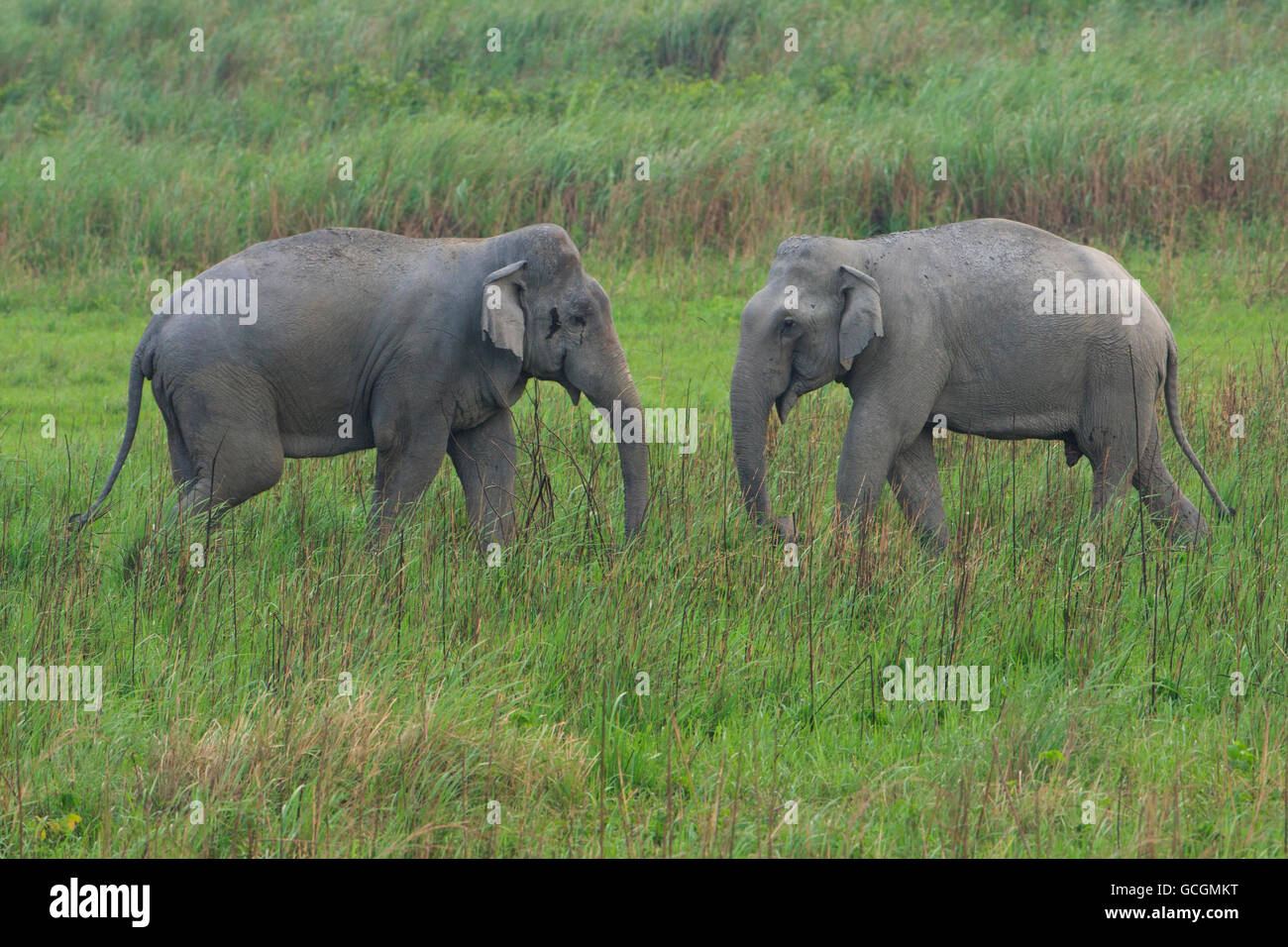 Elephants Kaziranga National Park High Resolution Stock Photography and ...