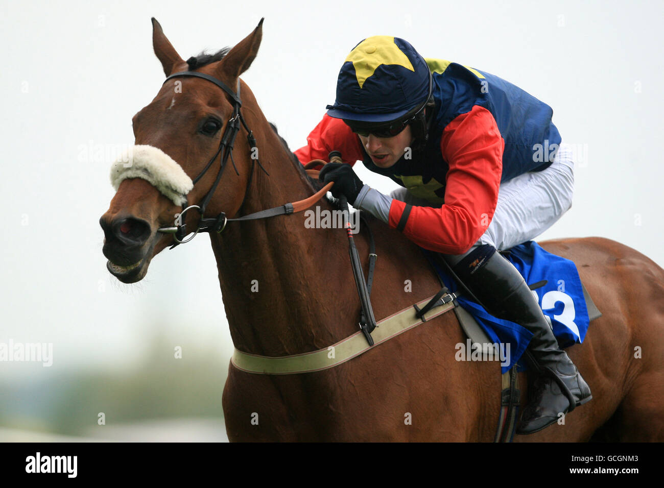 Little Bit of Hush ridden by Alex Merriam during the David Marks 50th ...