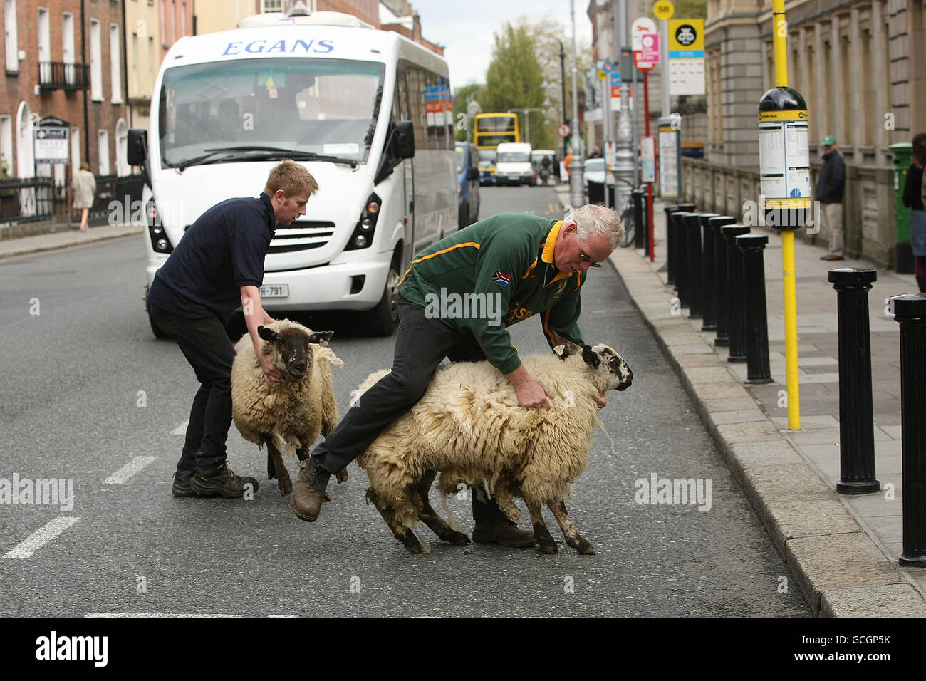 News animals sheep ireland hi-res stock photography and images - Alamy