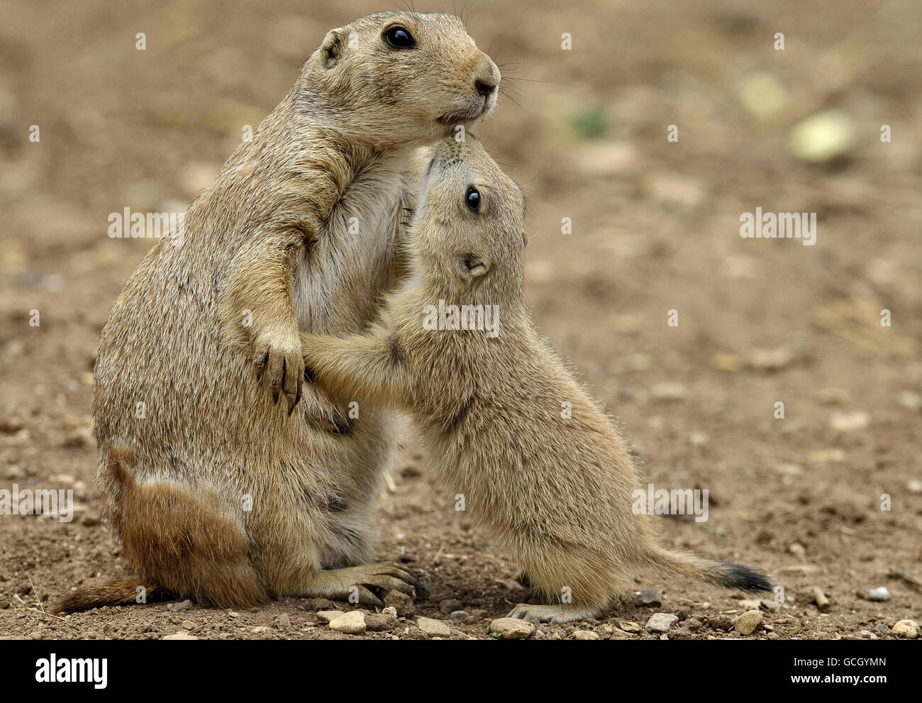 A black-tailed prairie dog with one of it's young inside the prairie ...