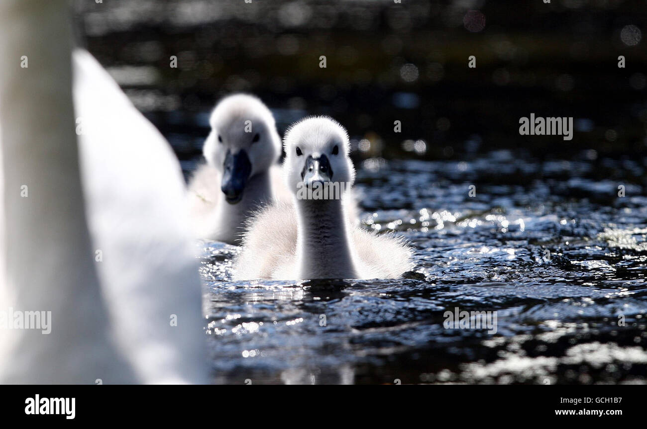 Redhouse Park Birmingham. Cygnets swim in Redhouse Park lake ...