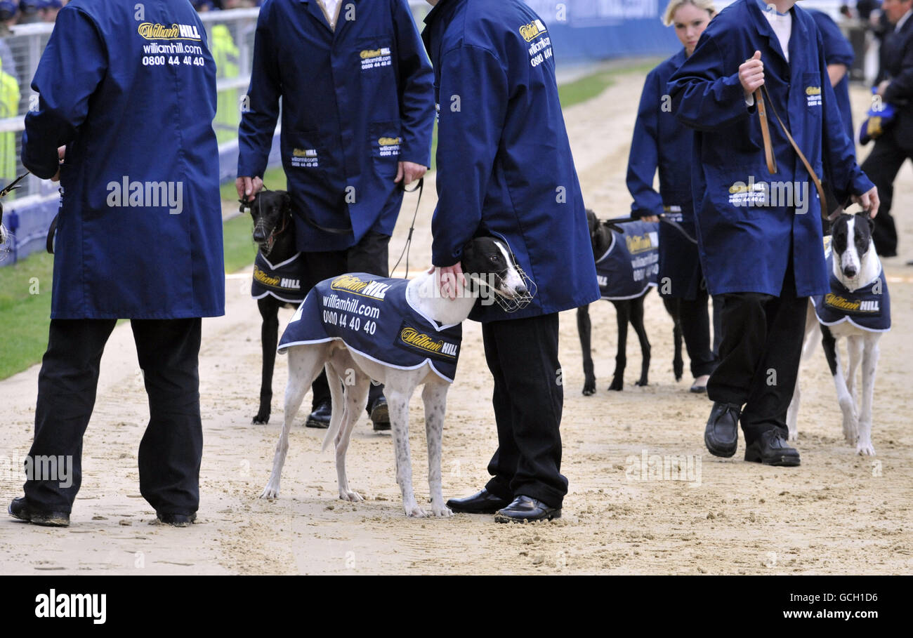 Racing - Greyhound Racing - Greyhound Derby - Wimbledon Stadium ...