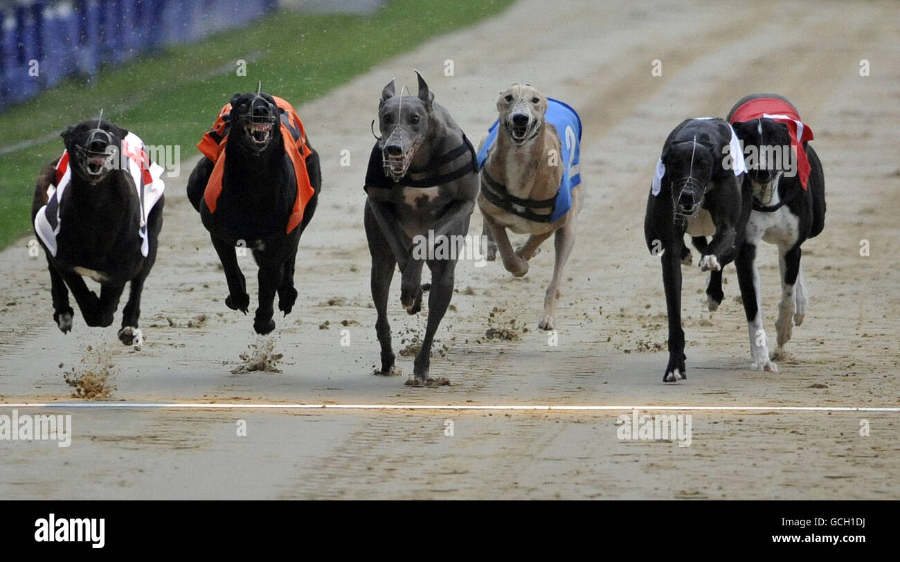 Racing - Greyhound Racing - Greyhound Derby - Wimbledon Stadium Stock ...