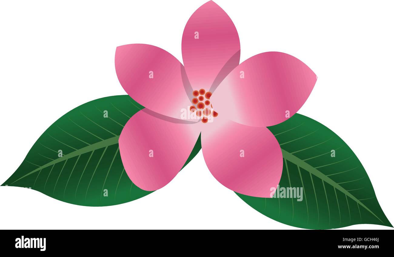 Hibiscus garden white macro Stock Vector Images - Alamy