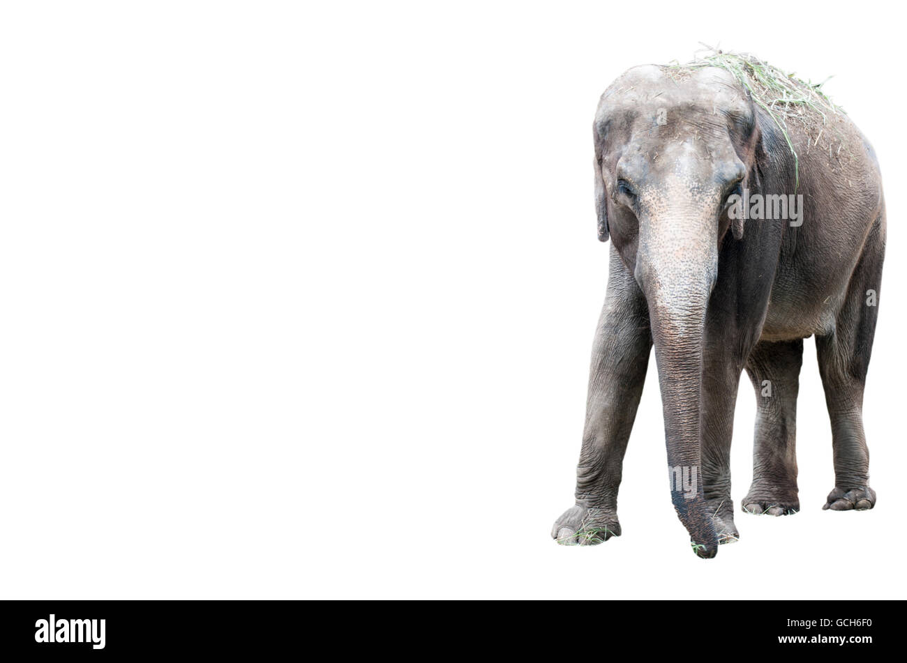 Elephant Trunk Cut Out Stock Images & Pictures - Alamy