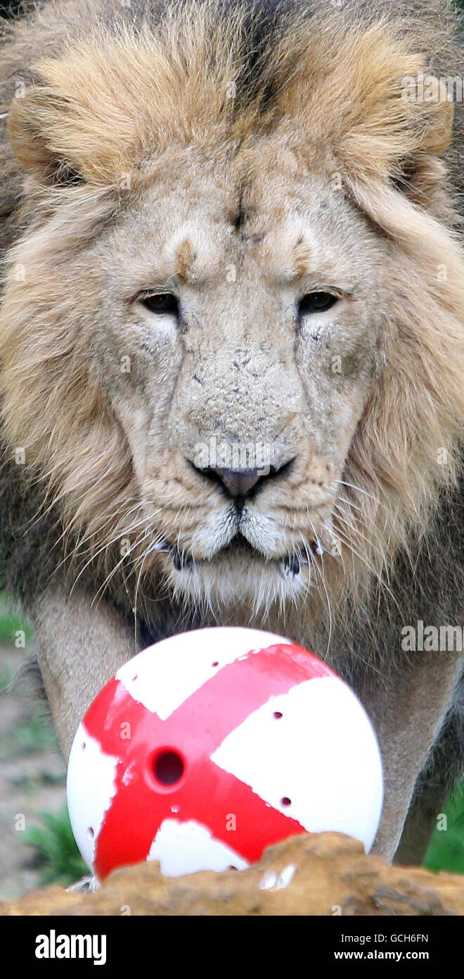 London Zoo Lions High Resolution Stock Photography and Images - Alamy
