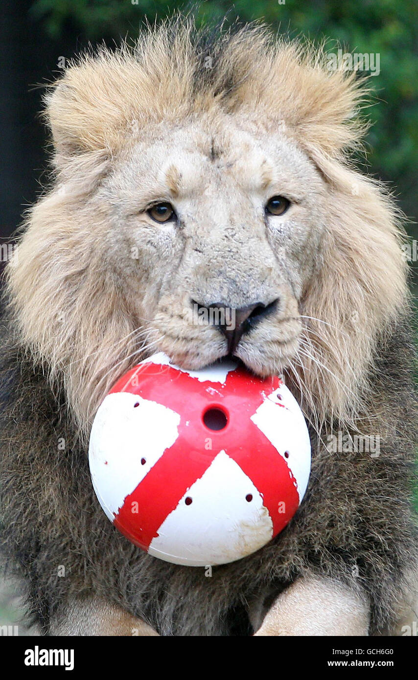 London Zoo lions Stock Photo - Alamy