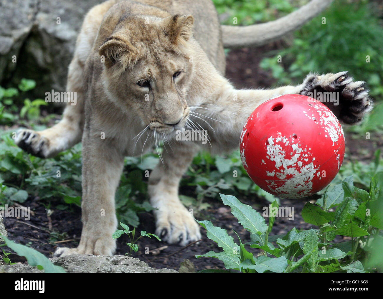 Abi, an 11 year-old lioness, plays with a football painted in the ...