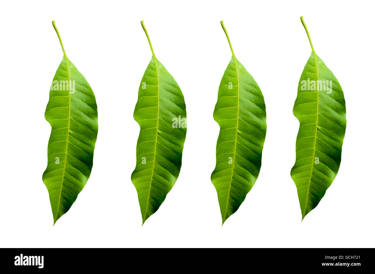 Single green mango hi-res stock photography and images - Alamy