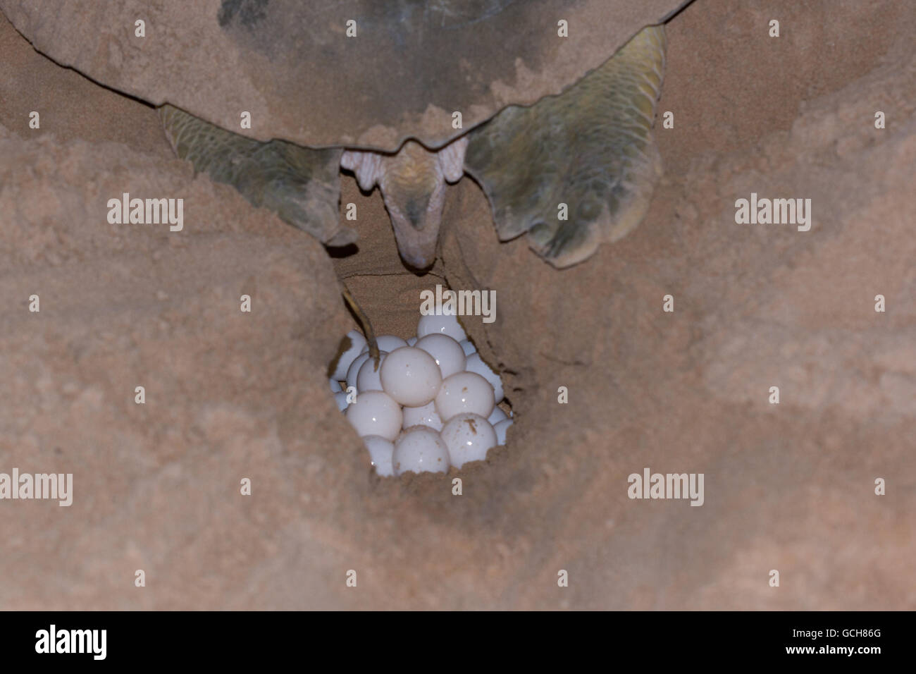 Flat back turtle laying eggs under full moon on Australian island Stock ...