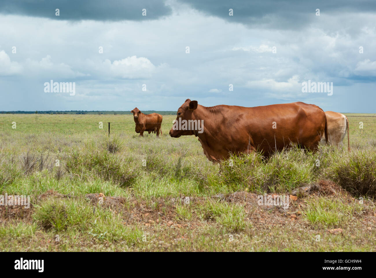 Cattle on outback station in hi-res stock photography and images - Alamy
