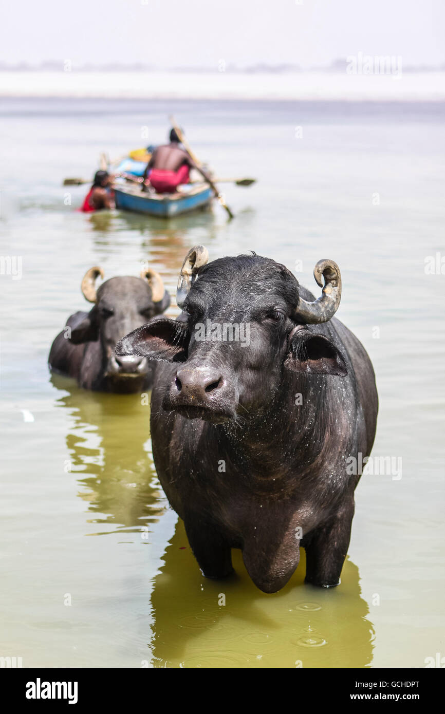 Wet water buffalo hi-res stock photography and images - Alamy