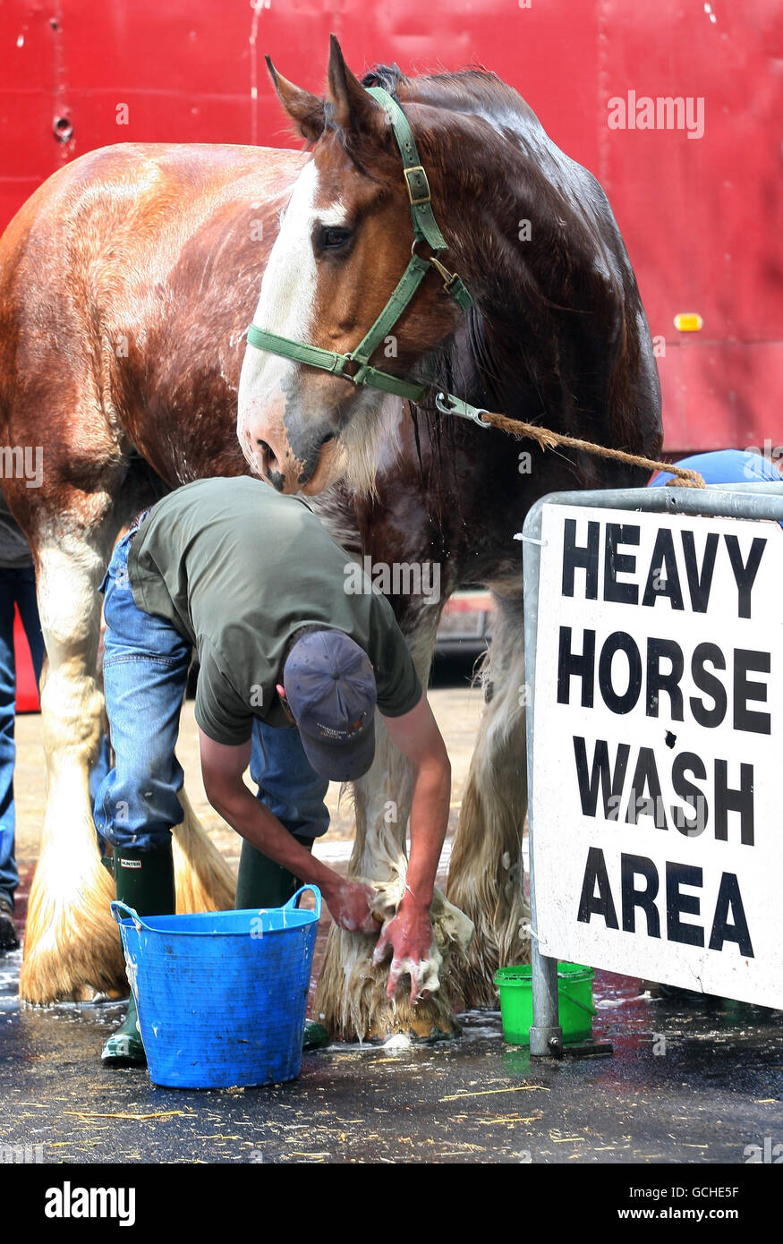 A man washes the leg of a heavy horse in readiness for the start of the ...