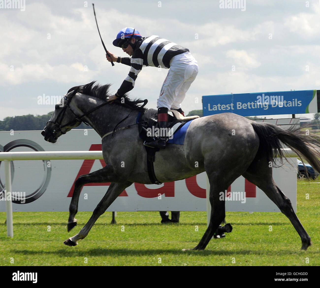 Pretty polly horse hi-res stock photography and images - Alamy