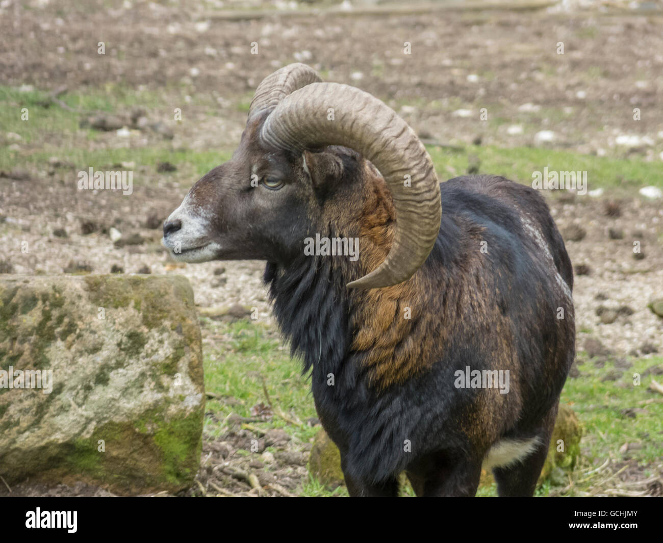 At mouflon hunting hi-res stock photography and images - Alamy