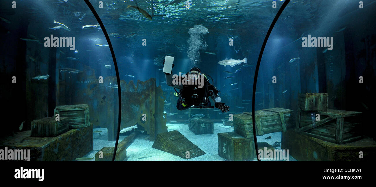 Blue reef bristol aquarium hi-res stock photography and images - Alamy