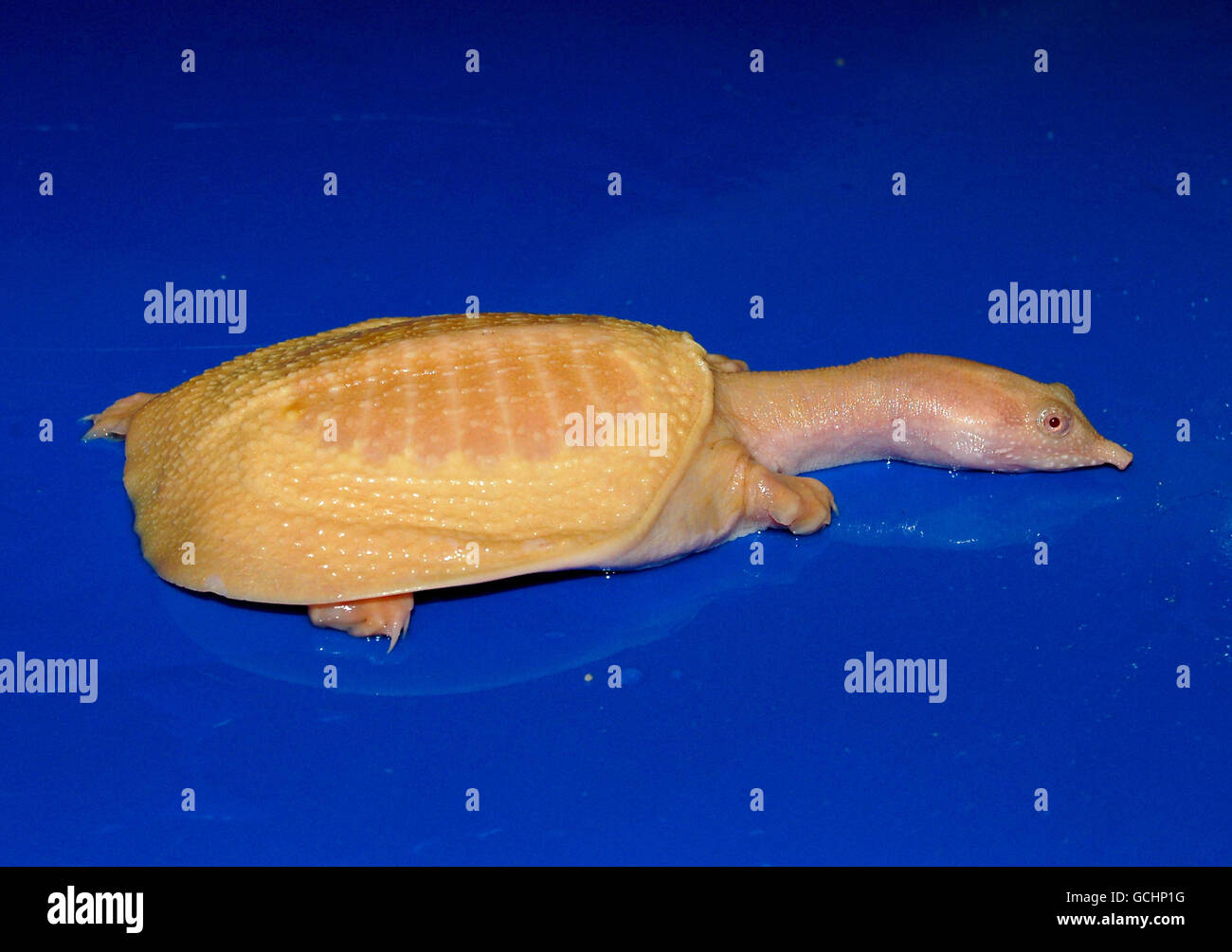 Chinese soft shelled turtles hi-res stock photography and images - Alamy